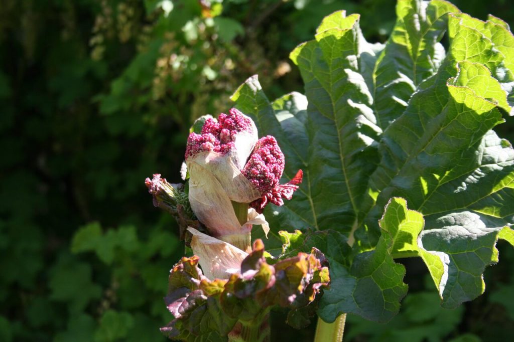 Wer kennt die Rhabarber-Barbara? | Kirsi schreibt...