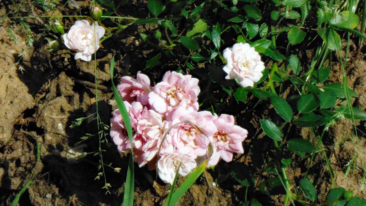 Trostlos trist und wunderschön | Kirsi schreibt...